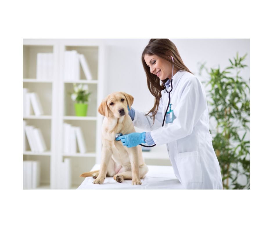 Animal Services: Welcome